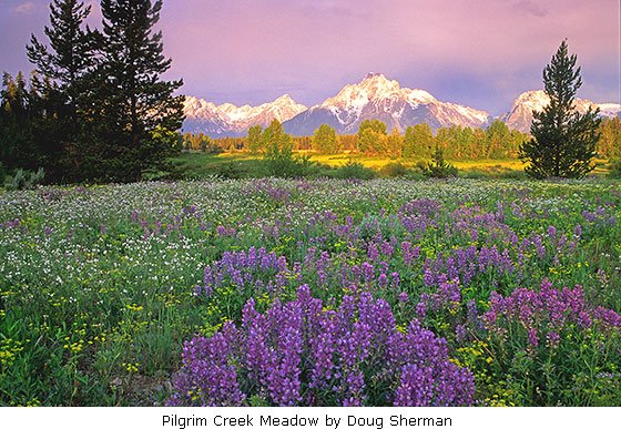 Wildflower Photography to Bloom at Camera Club | Sedona.Biz - The ...